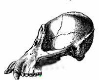Sinanthropus: A Chinese Ape in Our Ancestry? Part 3