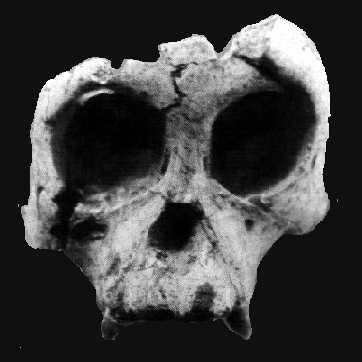 Sinanthropus