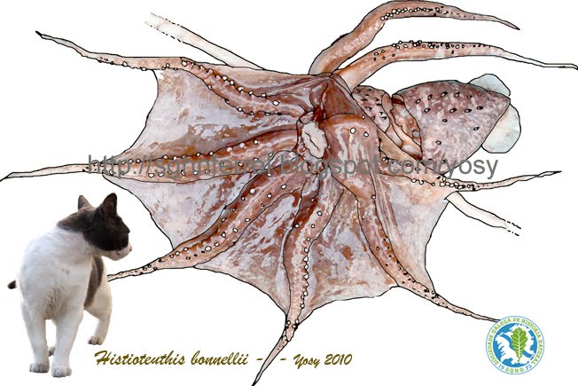 "MUSEO DE HISTORIA NATURAL" da Sociedade Galega de Historia Natural ...