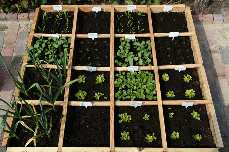 De Kleine Dingen: Mini Moestuin perikelen