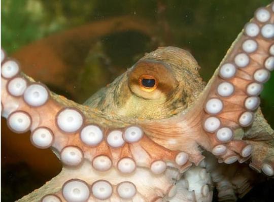 Follow The Light: In The Eye Of The Octopus - An Evolutionary Nightmare