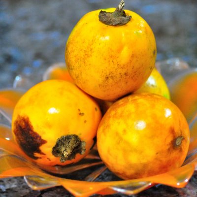 Terung Asam Dayak In English | teruktizen