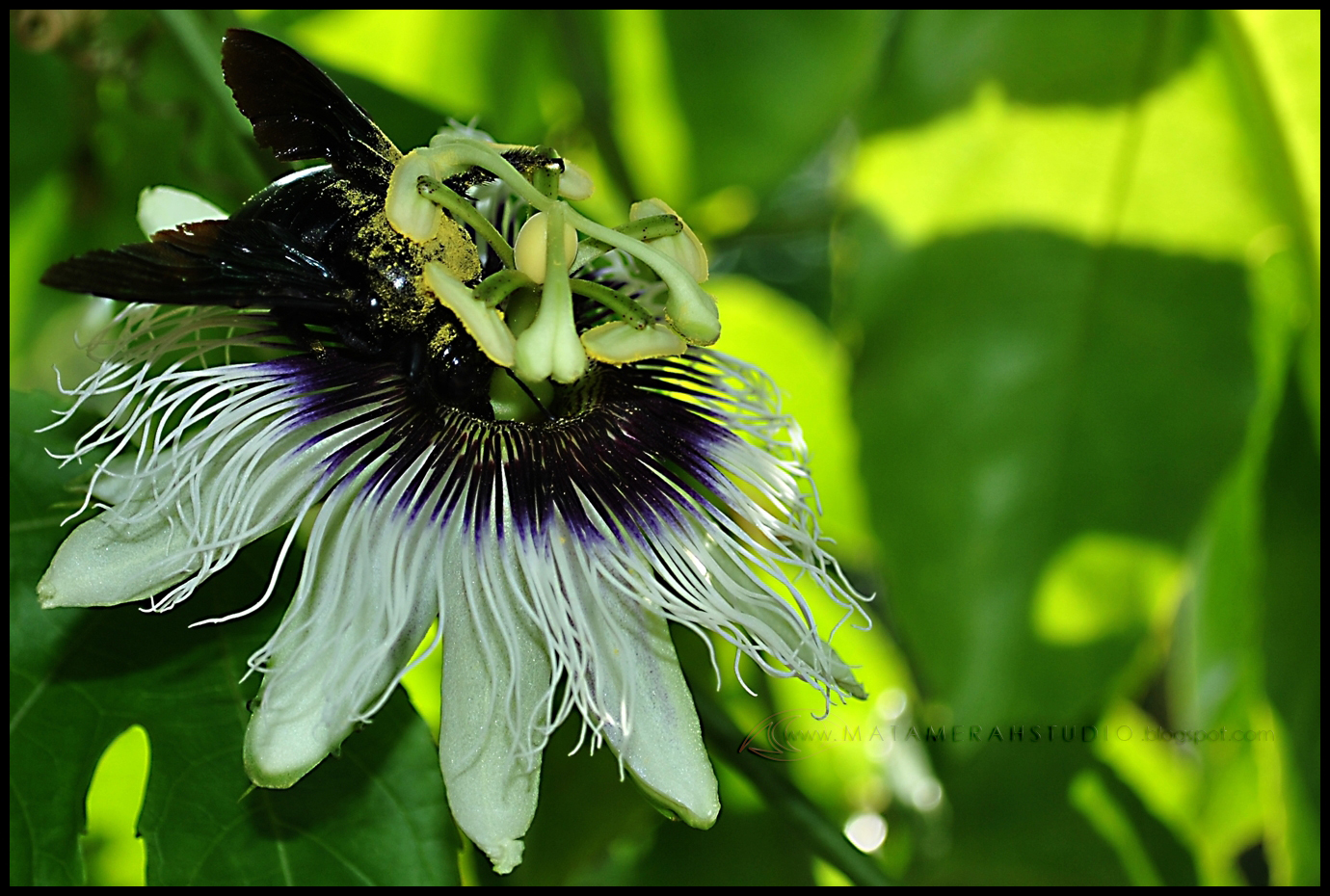 macro photography: Kumbang & Bunga Markisa