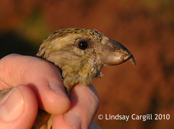 Loxia Fantastica: Scottish and Parrot Crossbill Catch and Variant Calls ...