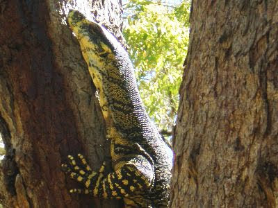 loon pond: The Goanna, falling into line with Chairman Rupert, and ...
