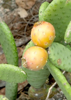 Dimas Roque: FRUTO DO QUIPÁ