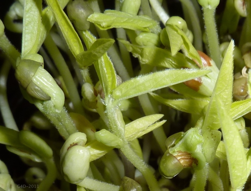 Gardening For Dinner: Bean sprouts (taugé)