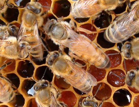 Beekeeping : LESSON 75: The Dreaded Laying Worker