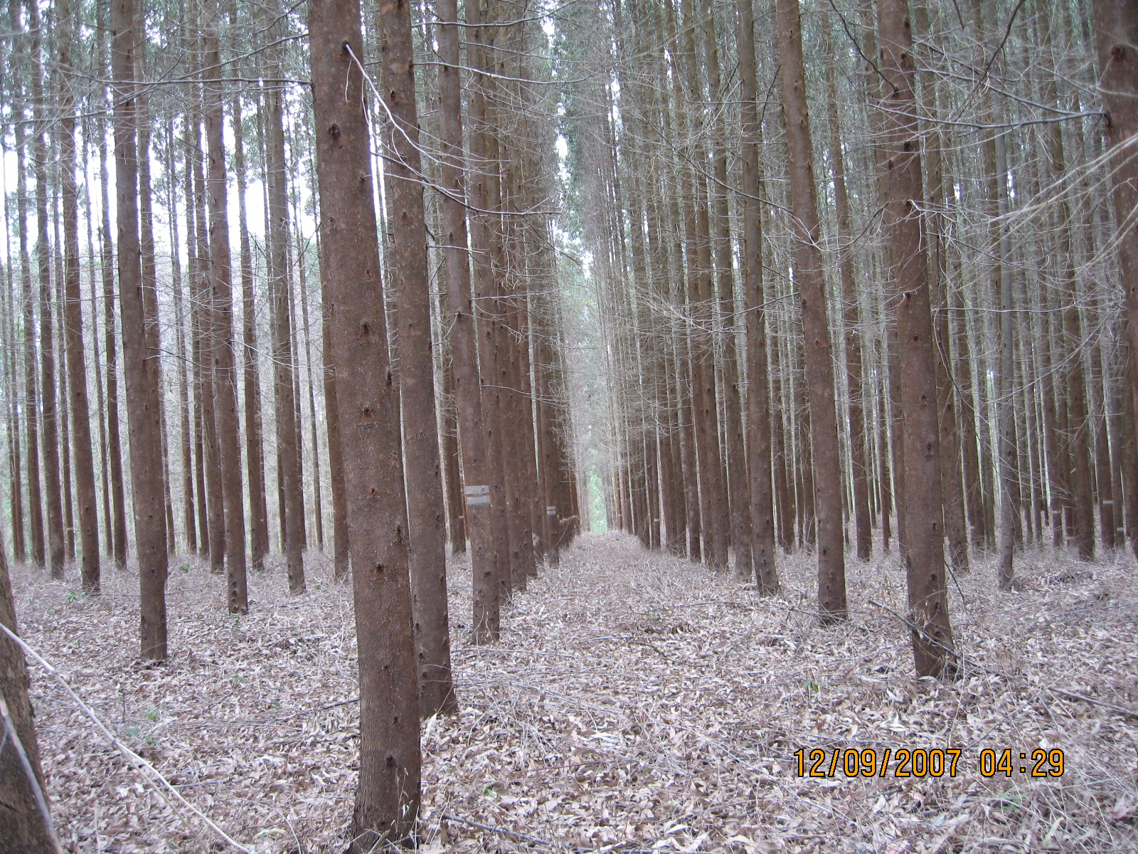 Researcher On Forest: Sekilas Tentang Clone di Hutan Tanaman Industri (HTI)