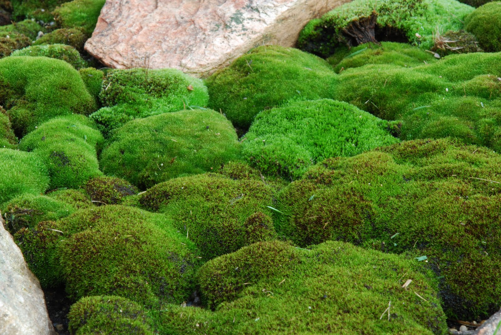 Rotary Botanical Gardens - Hort Blog: Mr. Moss on January 19th, 2011