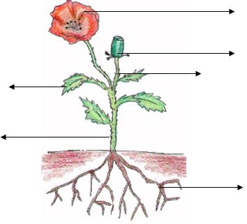 Plantas con sus partes y nombres - Imagui