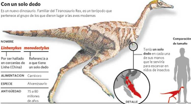 Fundacion Dinosaurios Cyl: Hallan en China un minitiranosaurio con un ...