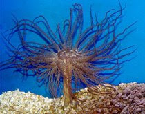 SURFADELPHIA: TEAM GORGEOUS-Suzanne Stonebarger & Michelle More