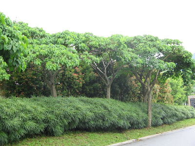 TROPICAL PLANT LIBRARY: hurra creptian