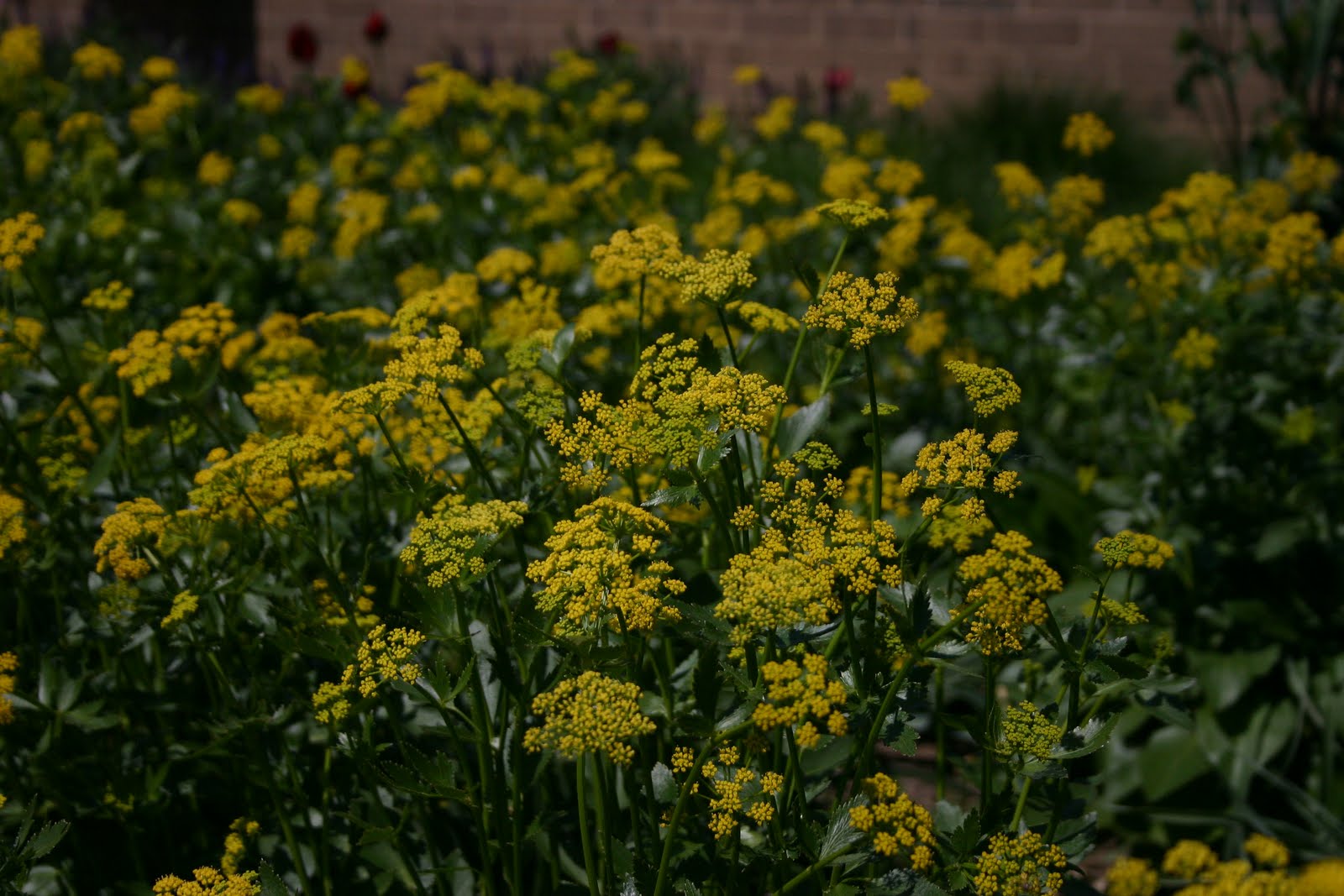 MIDWEST GROUNDCOVERS Display Gardens & Plant Trials: Early Season Bloomers