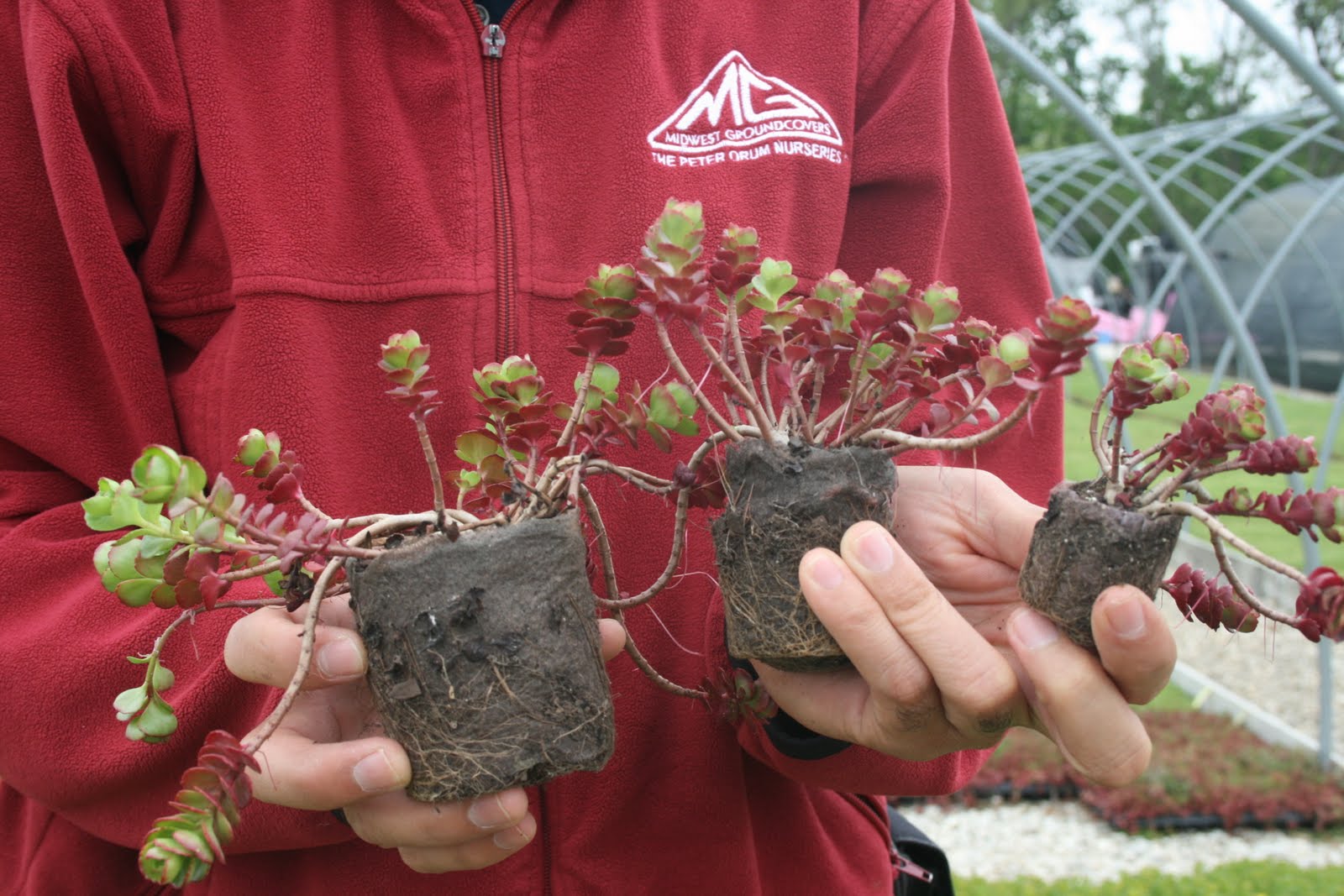 MIDWEST GROUNDCOVERS Display Gardens & Plant Trials: NEW! Ground cover ...