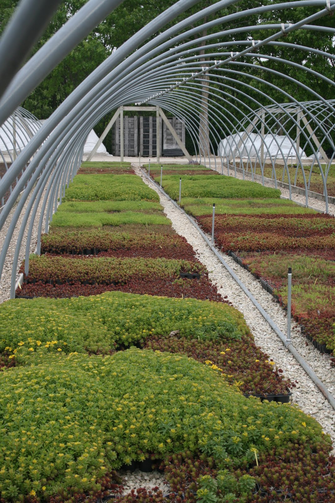 MIDWEST GROUNDCOVERS Display Gardens & Plant Trials: NEW! Ground cover ...