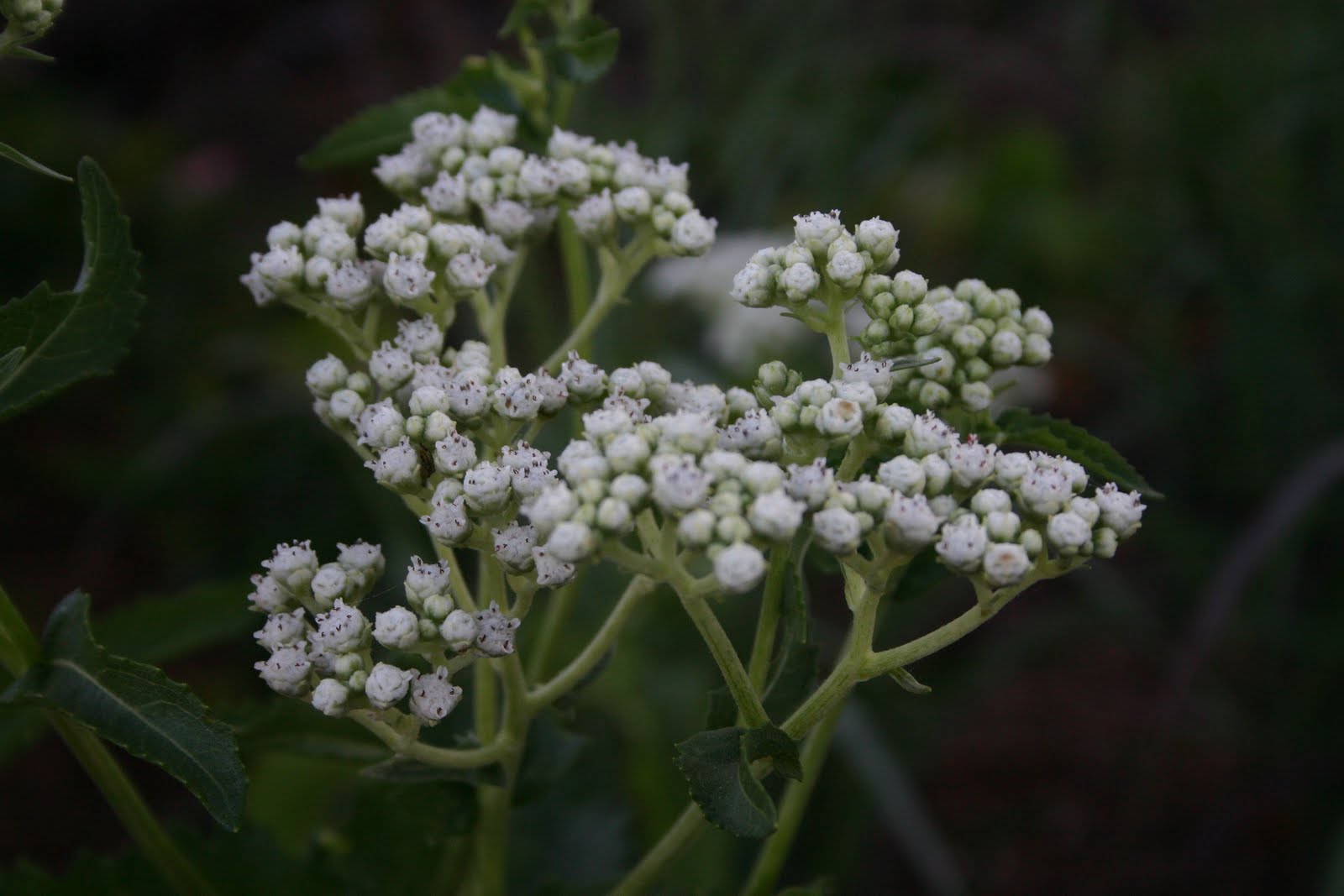 MIDWEST GROUNDCOVERS Display Gardens & Plant Trials: August 2010