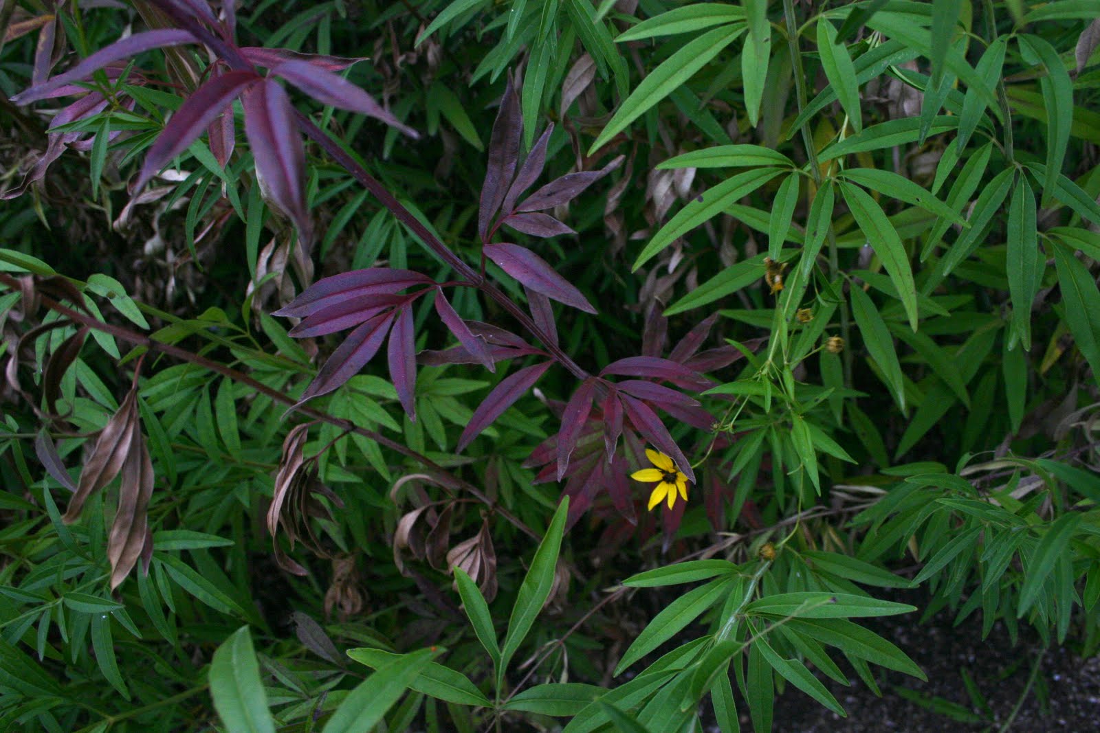 MIDWEST GROUNDCOVERS Display Gardens & Plant Trials: Fall colors in ...