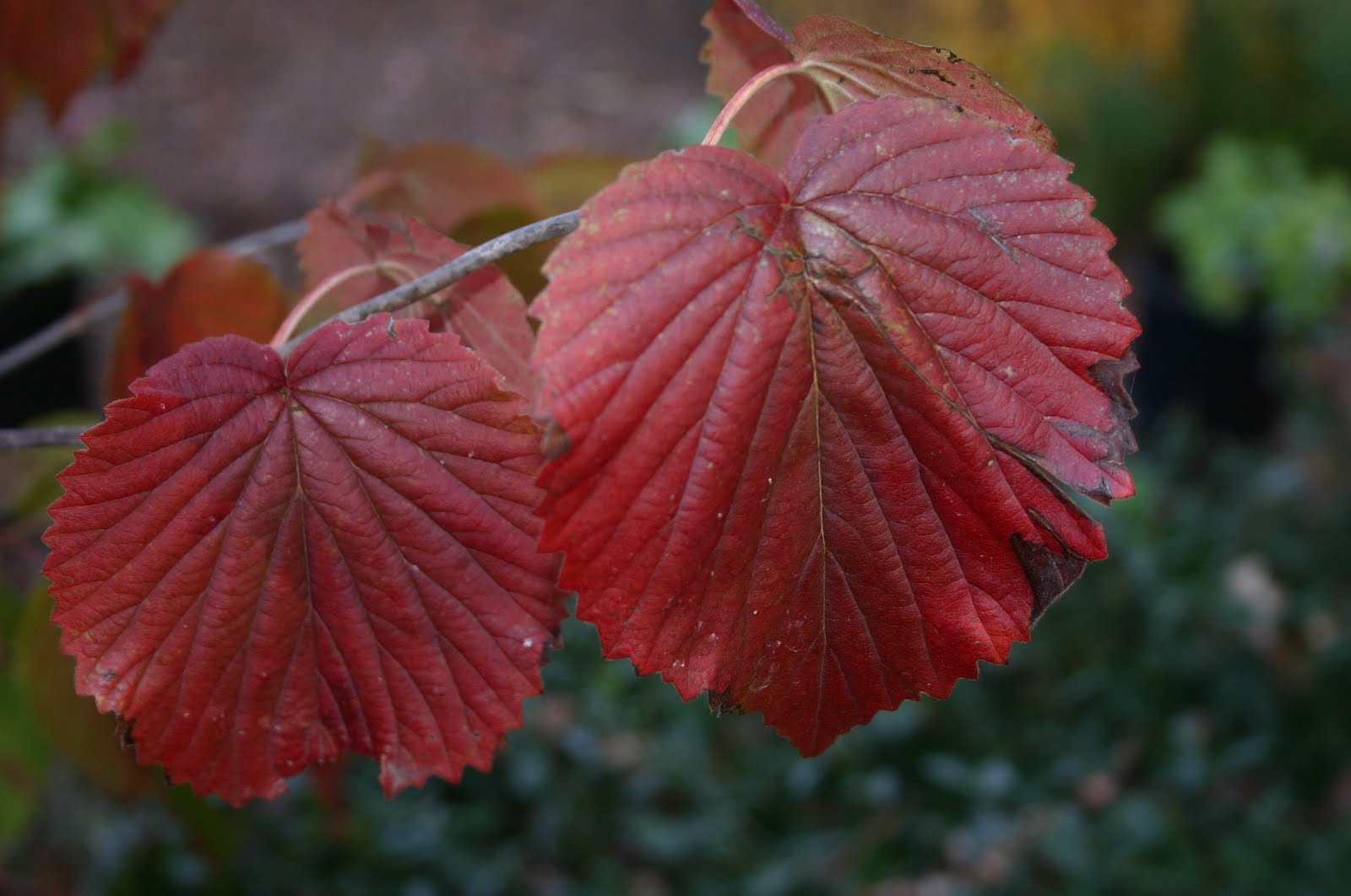 MIDWEST GROUNDCOVERS Display Gardens & Plant Trials: Annual Fall Color ...