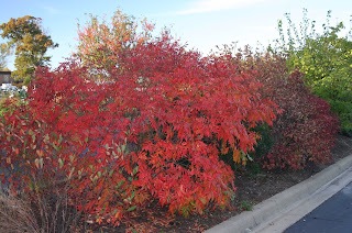MIDWEST GROUNDCOVERS Display Gardens & Plant Trials: Annual Fall Color ...