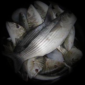 PESCA DEPORTIVA EN URUGUAY: LISAS