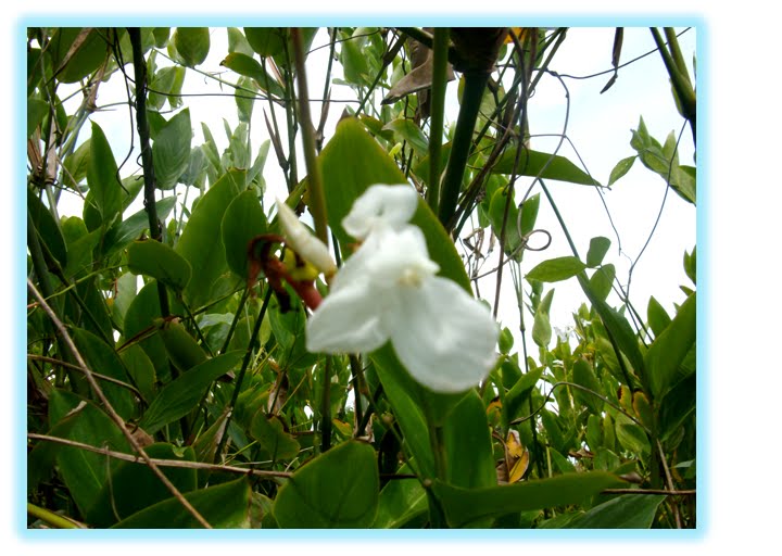 AgroHisham - Informasi Herba & Tumbuhan Warisan & Eksotik: Bemban