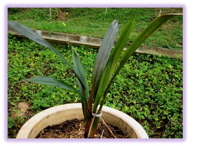 AgroHisham - Informasi Herba & Tumbuhan Warisan & Eksotik: Serapat Pandan