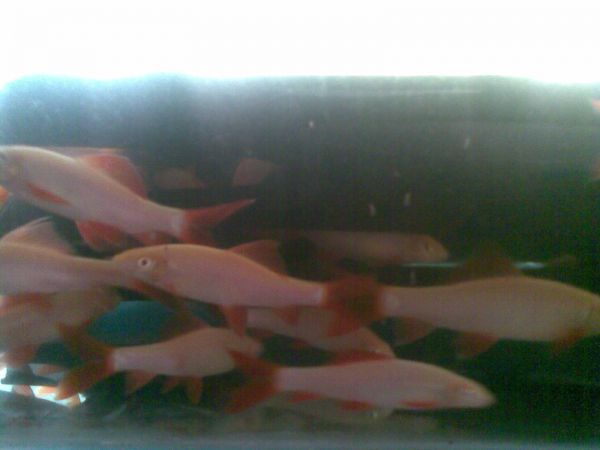 Budidaya Ikan Redfin Secara Alami - InfoAkuakultur.com