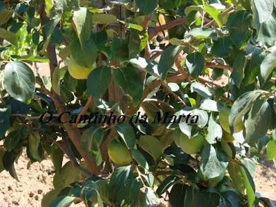 O Cantinho da Marta: O Diospireiro da Quinta