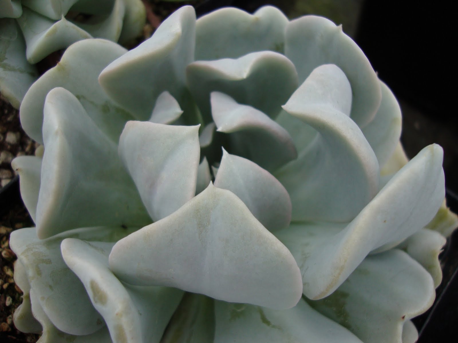 danger garden: Xera Plants