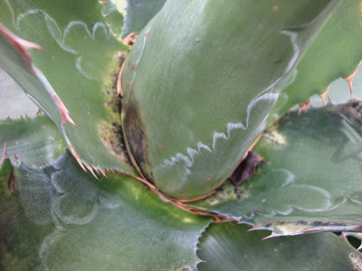 danger garden: Agave Edema
