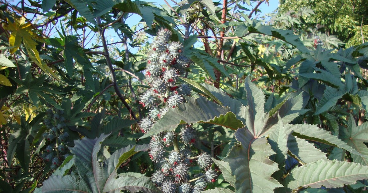 danger garden: Poison and Peppers