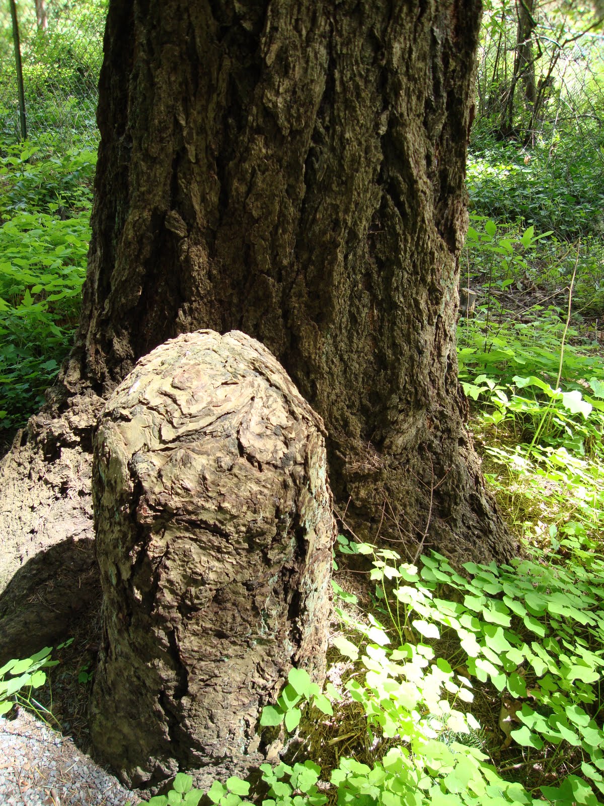 danger garden: Leach Botanical Gardens and plant sale