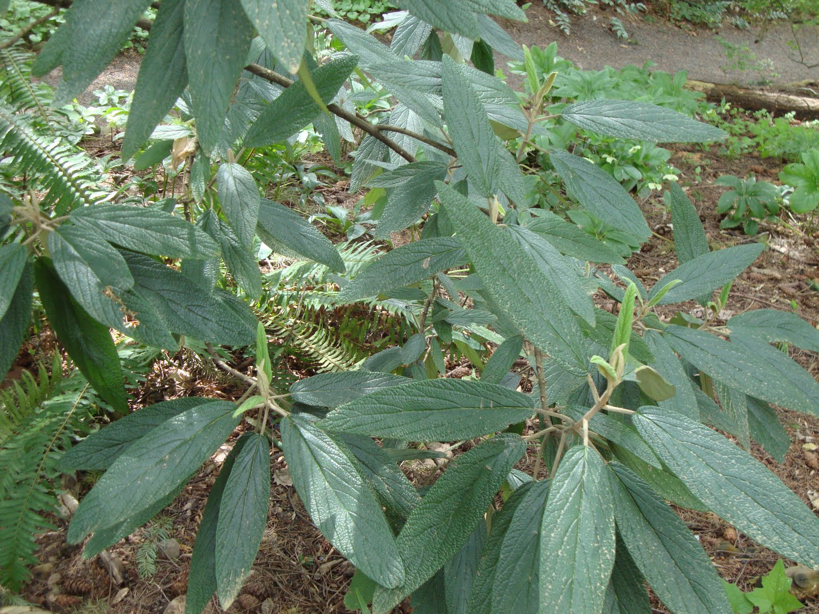 danger garden: Leach Botanical Gardens and plant sale