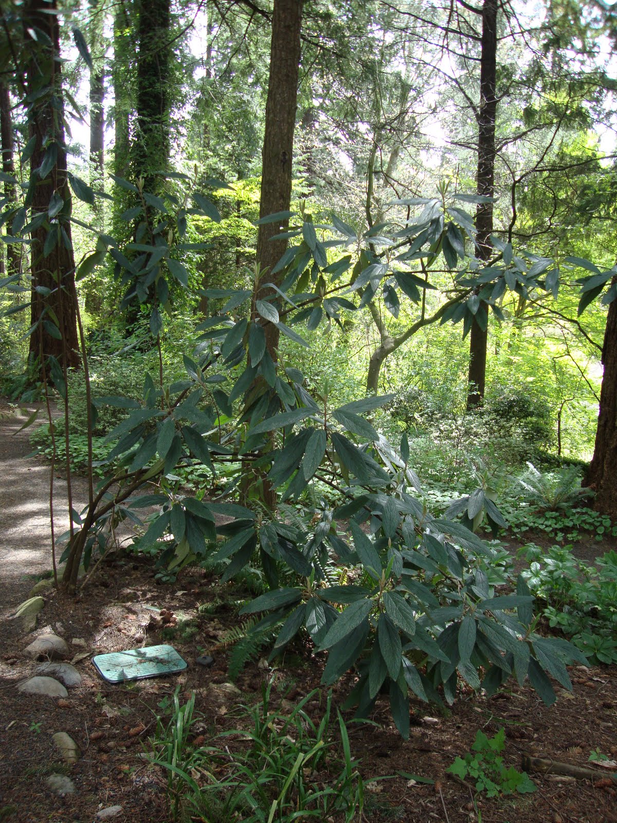 danger garden: Leach Botanical Gardens and plant sale