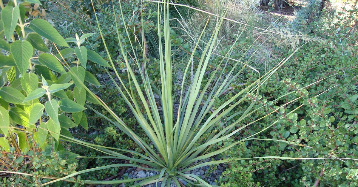 danger garden: Sharp plants at the Kennedy School