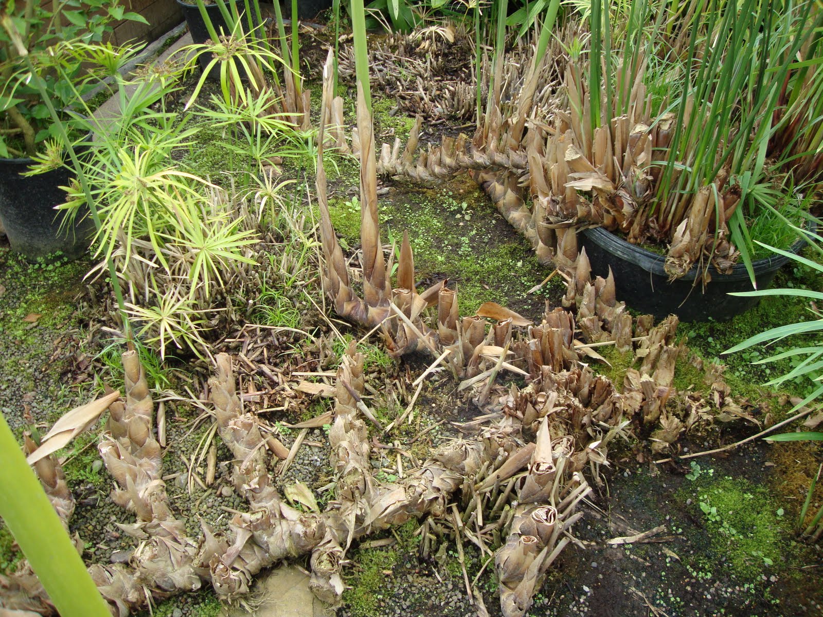 danger garden: The Pond…yes, we finally have a pond.
