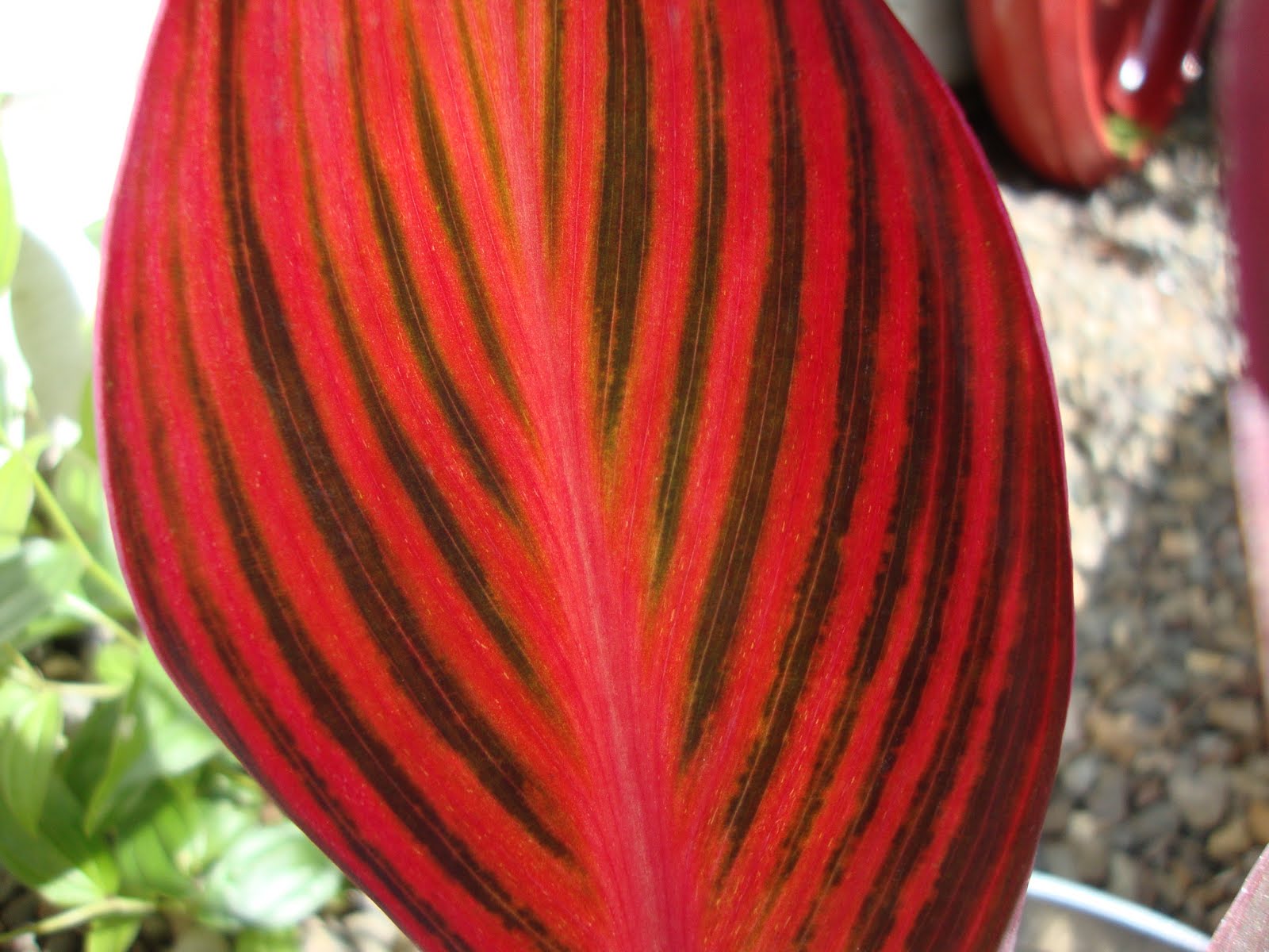 danger garden: The strange and the beautiful at RPR