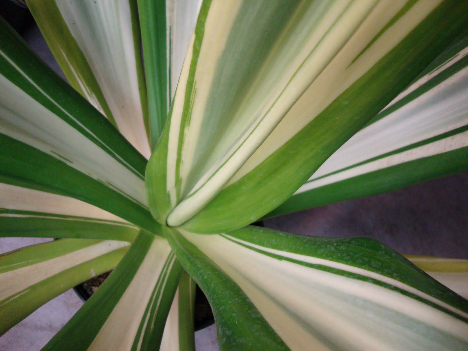 danger garden: Furcraea, the coolest plant you’ve never heard of...