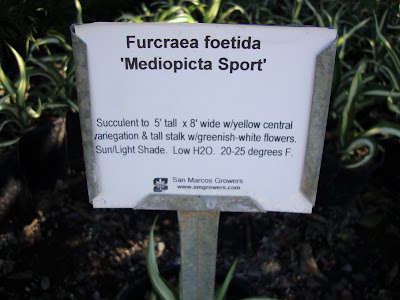 danger garden: Furcraea, the coolest plant you’ve never heard of...