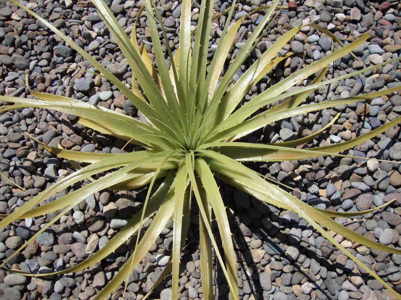 danger garden: A visit to Dancing Oaks Nursery