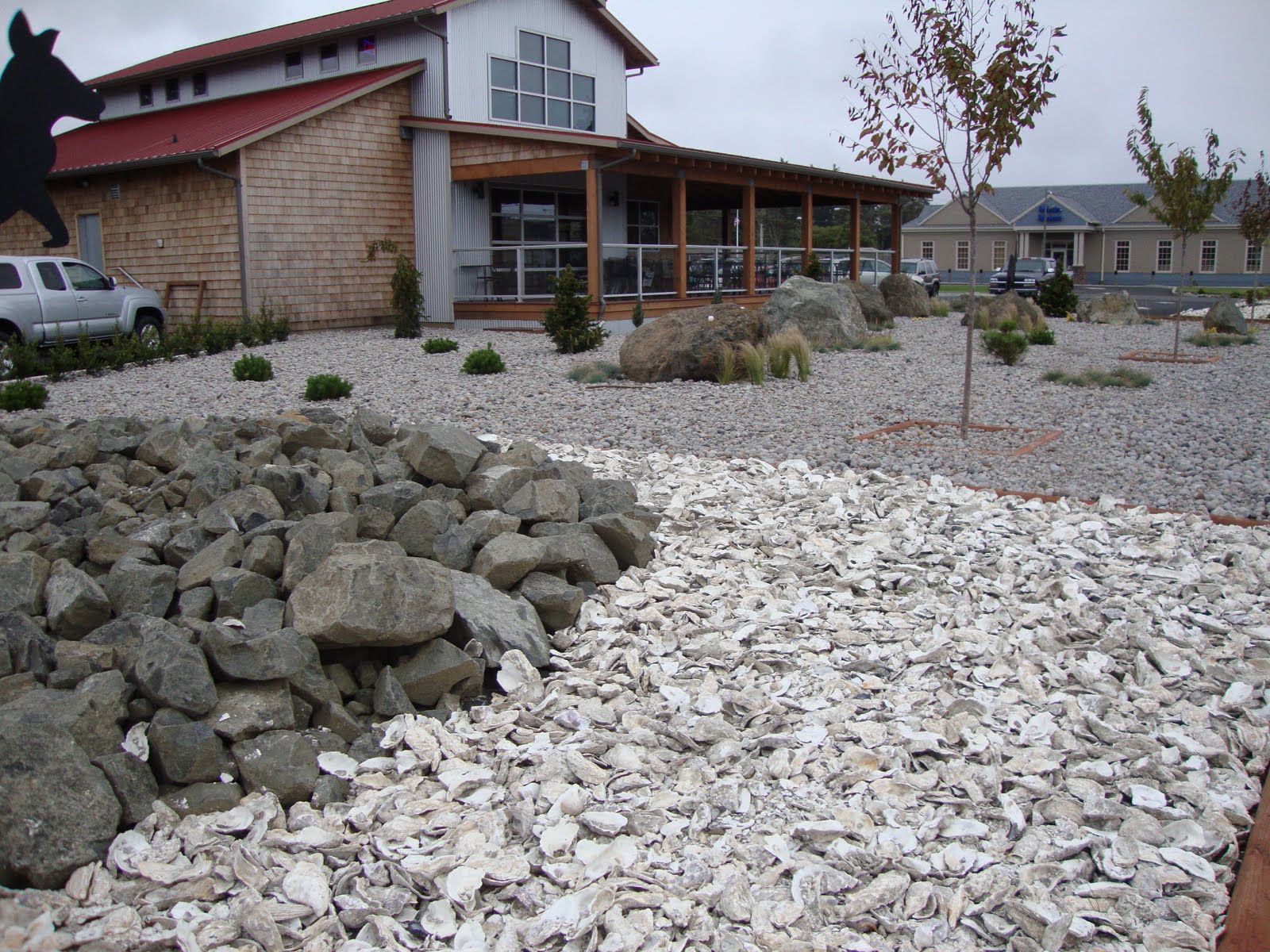 danger garden: Monkey Puzzle Trees, and a few coastal observations