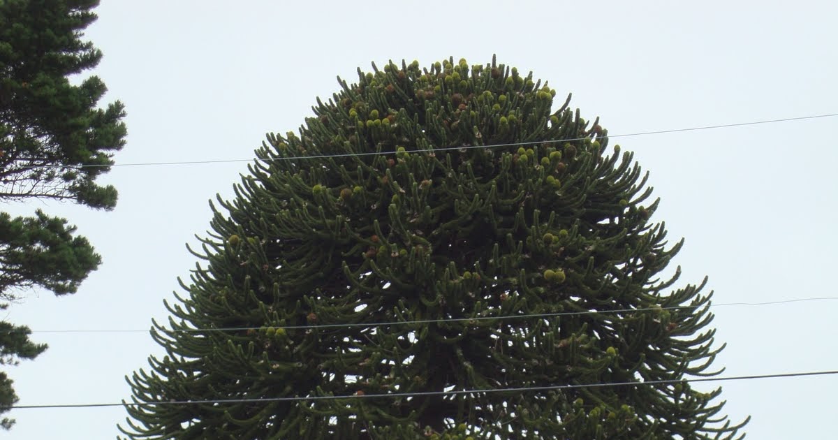 danger garden: Monkey Puzzle Trees, and a few coastal observations