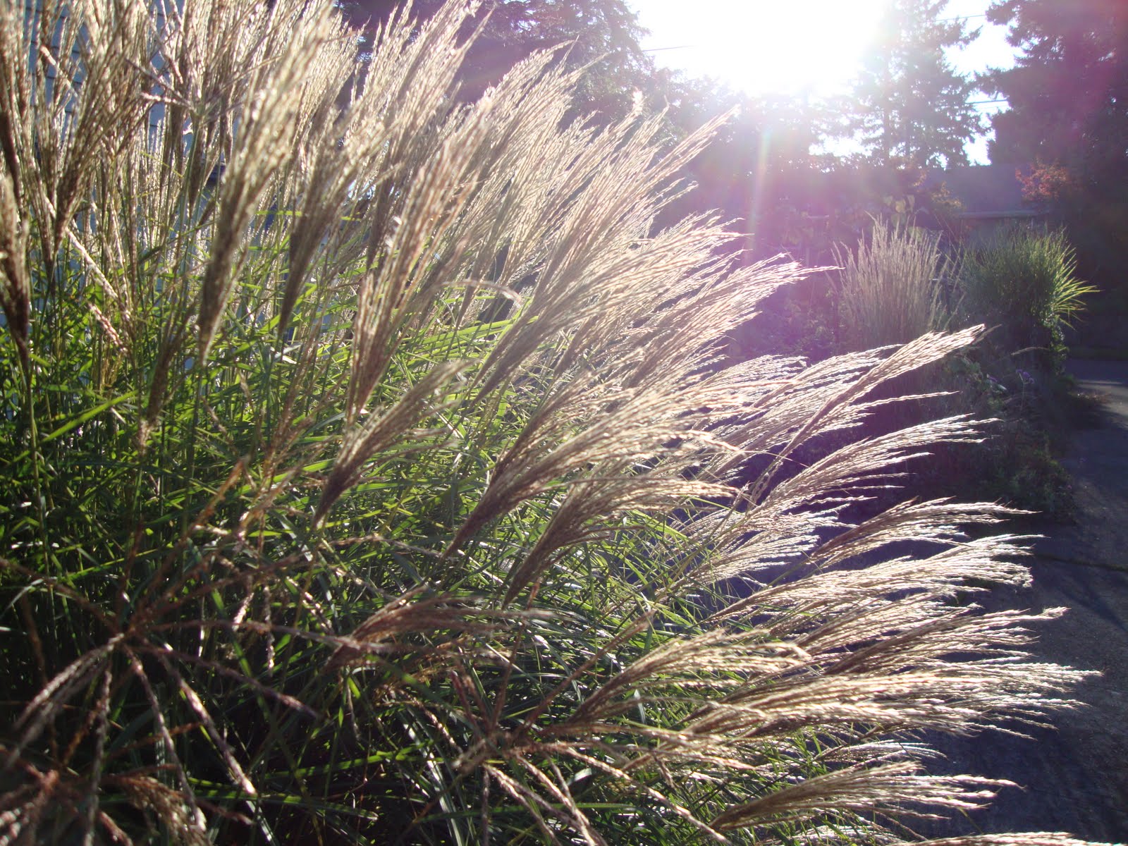 danger garden: It’s time for the grass to shine…