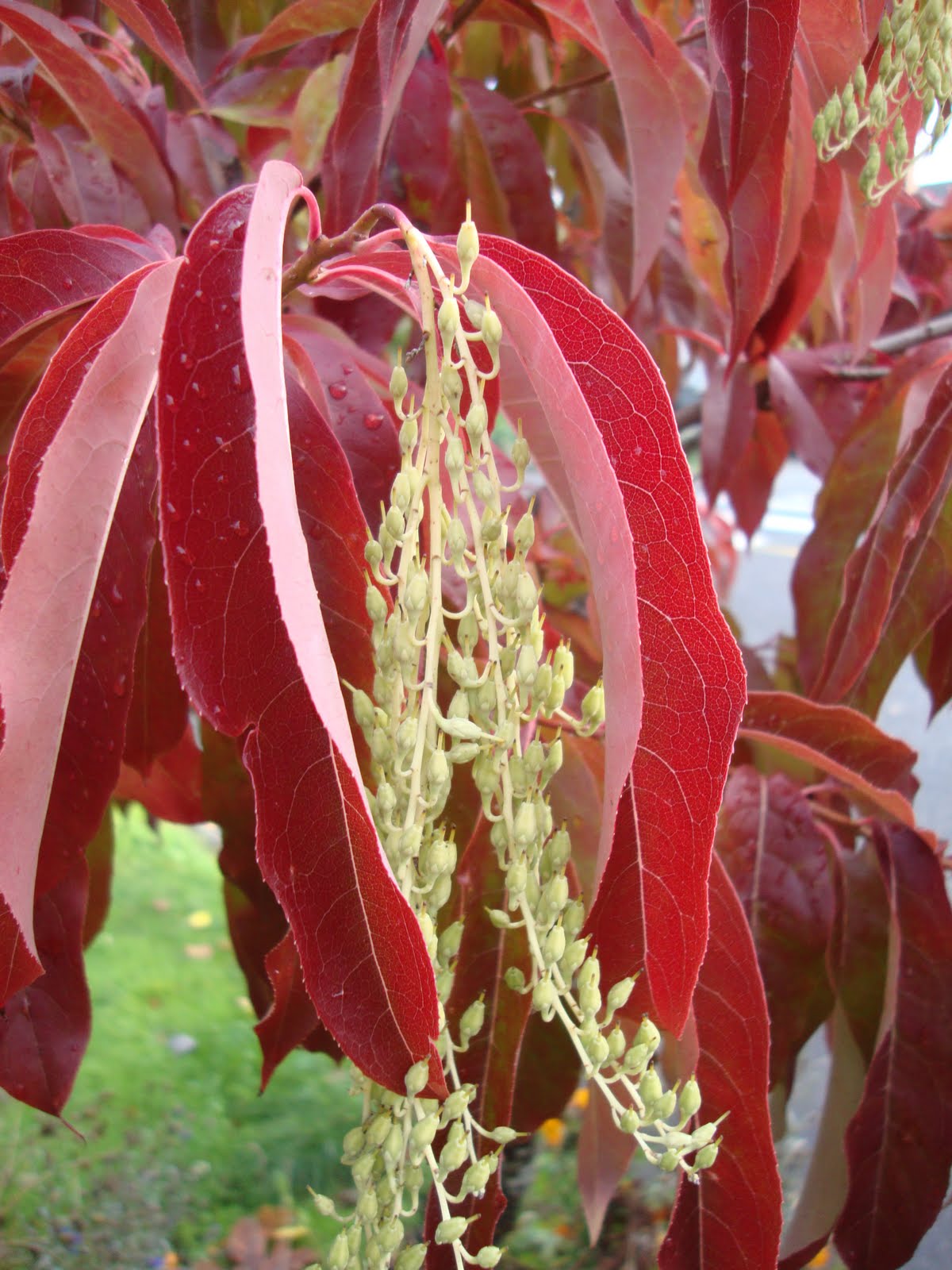danger garden: Now that’s a happy Musa Basjoo!