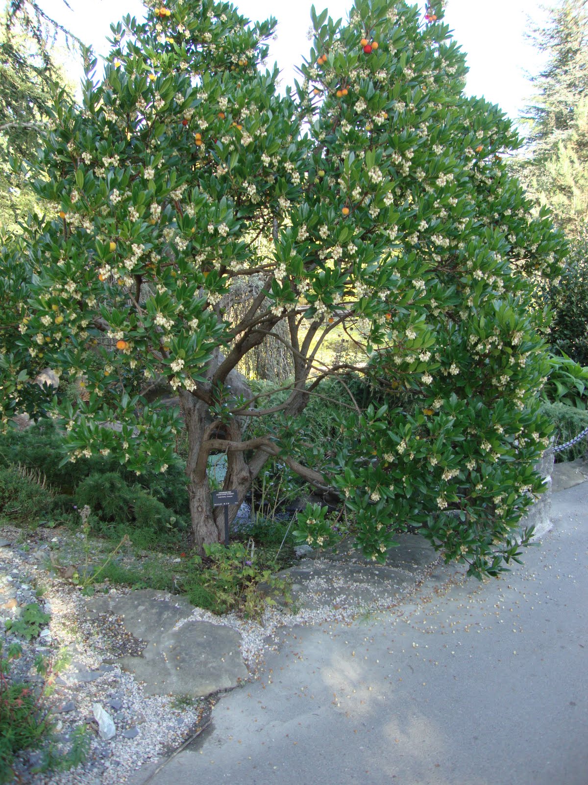 danger garden: VanDusen Botanical Garden, Part 1