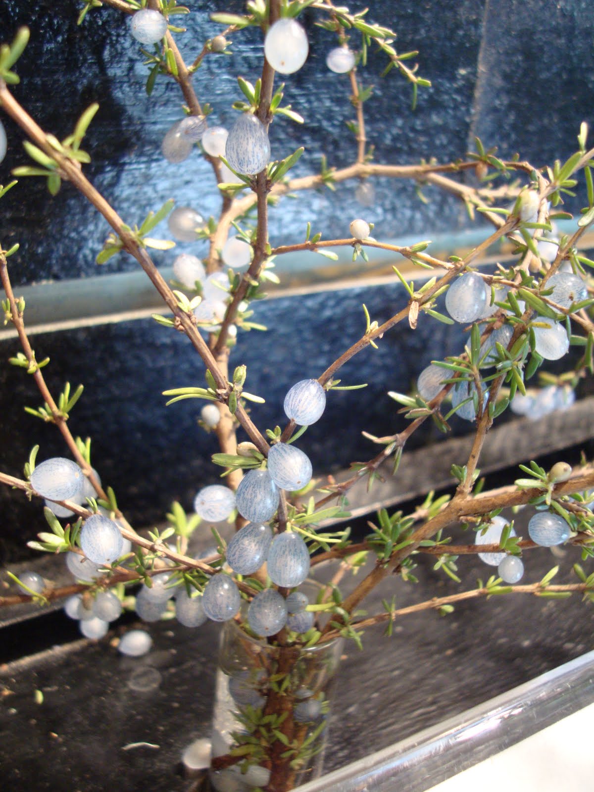 danger garden: VanDusen Botanical Garden, Part 1