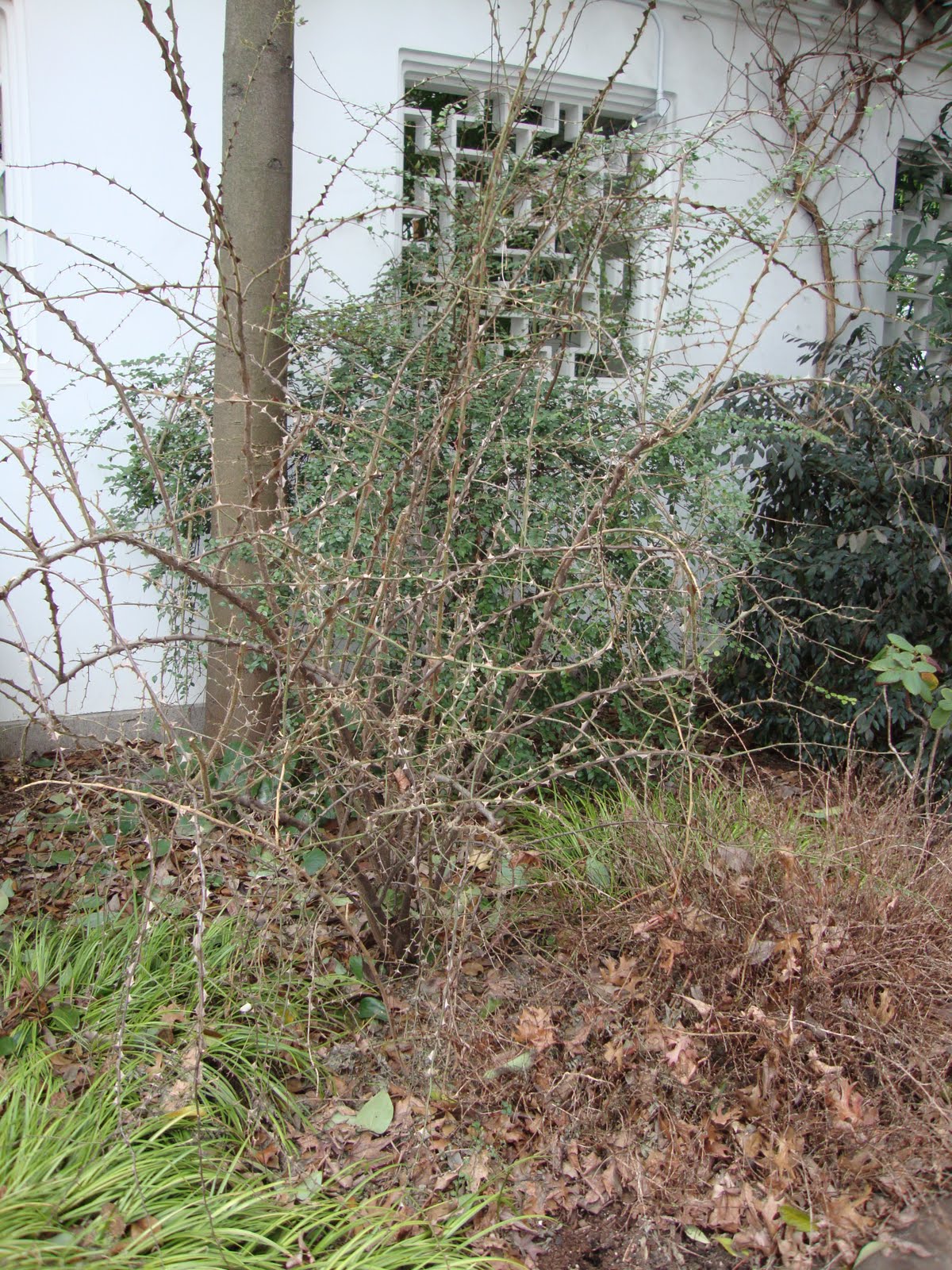 danger garden: Pictures from the Lan Su Garden