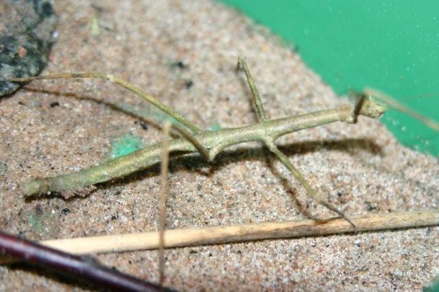 Pytteskinn och pirra: Vandrande pinnar, lika tråkiga som de ser ut.